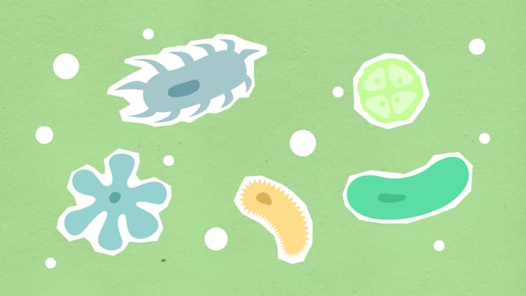 Is Lupus a Cancer? Understanding the Complex Relationship | Harmony ...