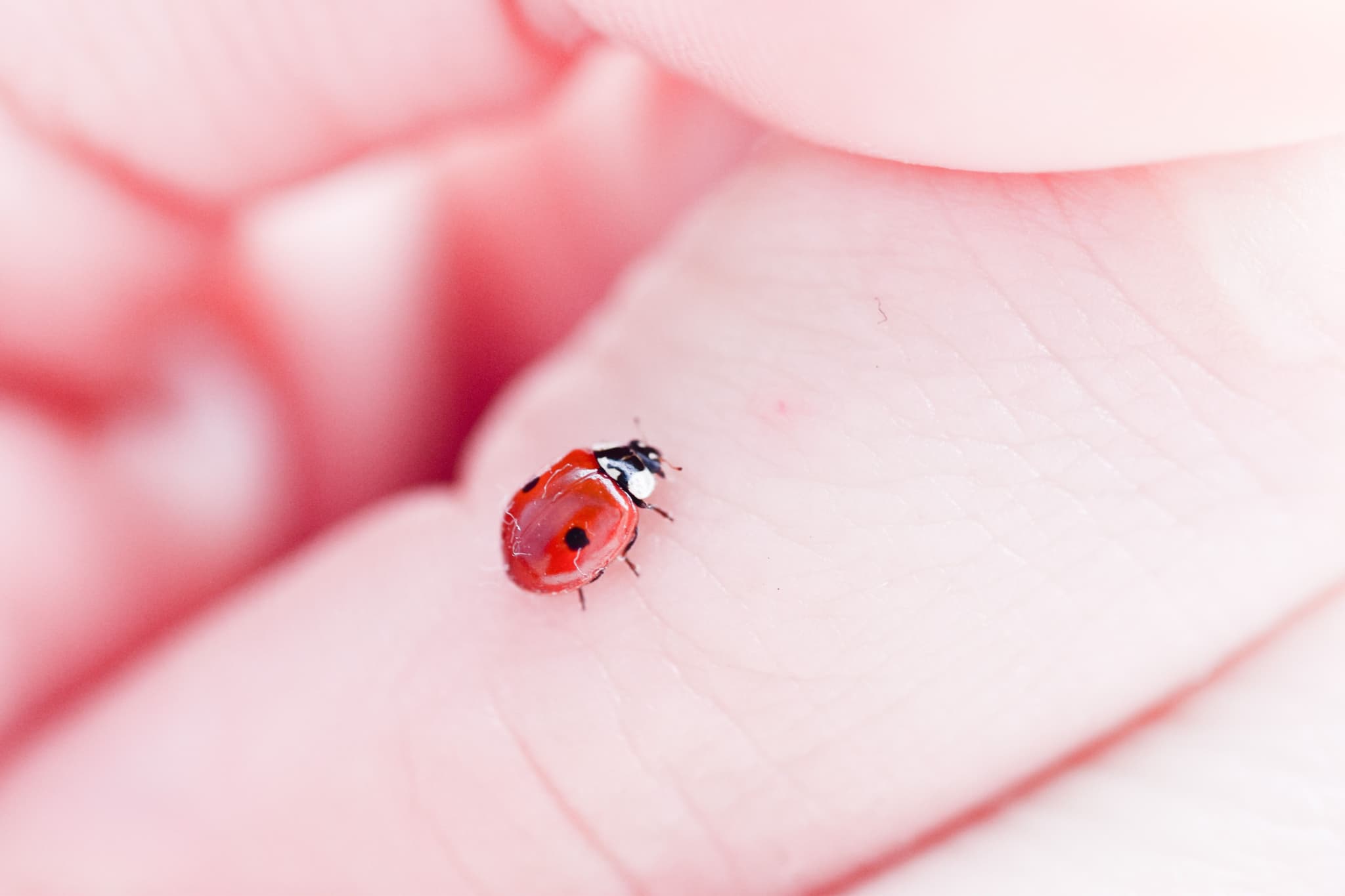 Carpet Beetle Skin Reactions: Causes, Symptoms, and Treatment | Harmony ...